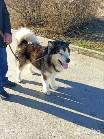 Аляскинский маламут
