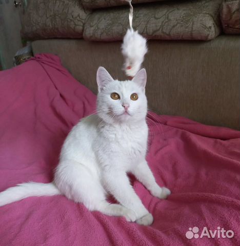 Котенок подросток девочка бесплатно