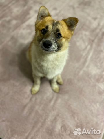 Ищет дом мелкий пёсик Сэмик