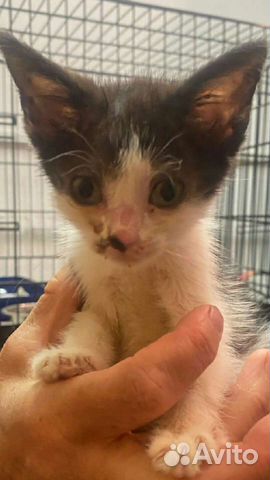 Асти,выжила,но слабенькая