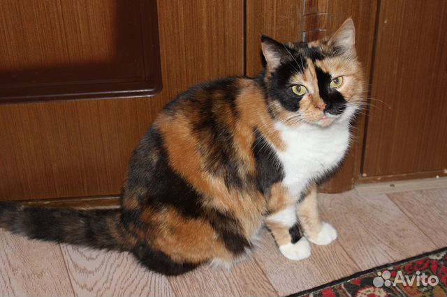 Трехцветная кошечка ищет дом