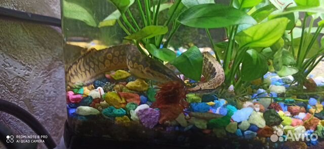 Аквариумные рыбки