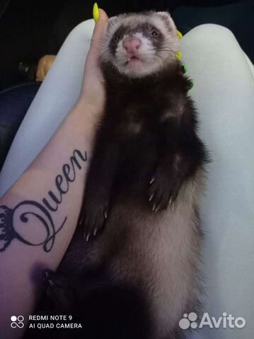 Хорек бесплатно