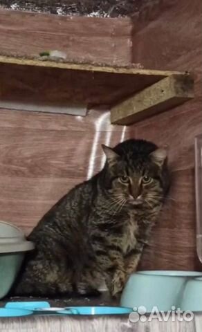 Кот в добрые руки