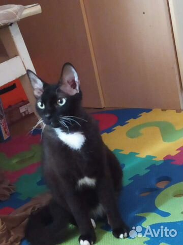 Кошки в добрые руки