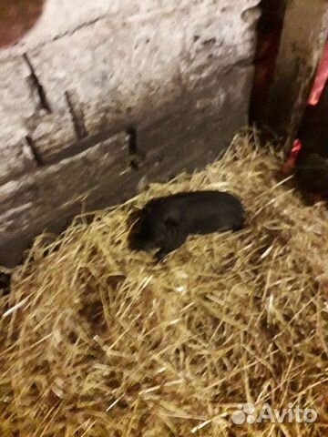 Вьетнамские вислобрюхие поросята