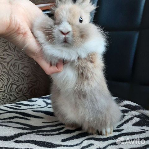 Львиноголовый кролик