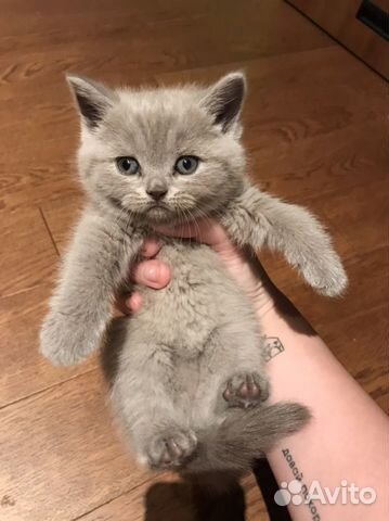 Британский котенок с вещами