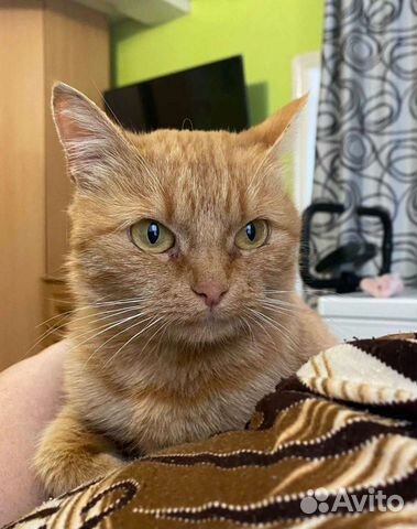 Кошки бесплатно