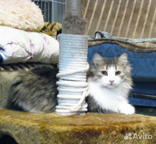 Котик в добрые руки