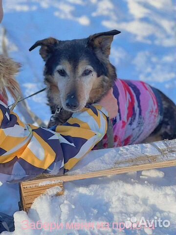 Собачка Даша