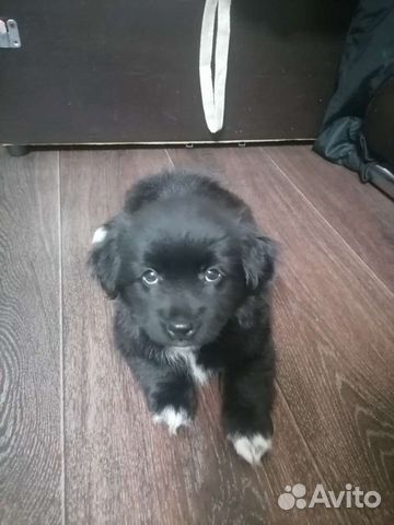 Собака мама болонка