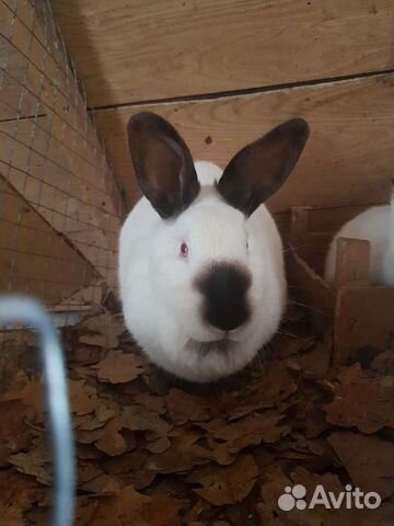 Самка кролика Калифорния