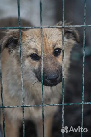 Замечательный щенок