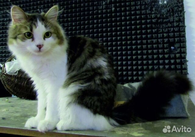 Кошка Марго