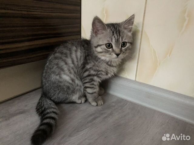 Котёнок