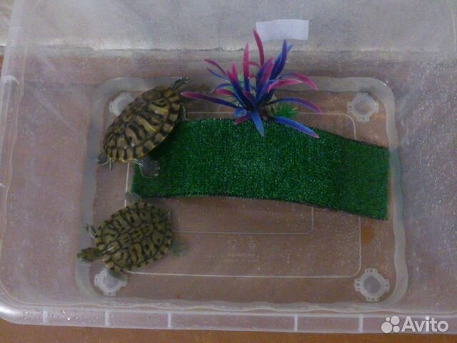 Красноухие Черепашки