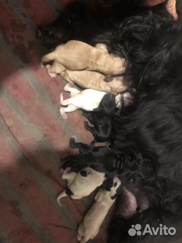 Русский охотничий спаниель щенки