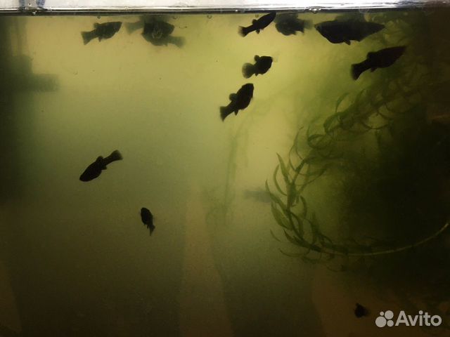 Рыбки моллинезии