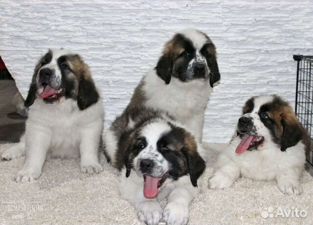 Мальчишки московской сторожевой