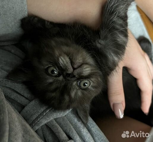 Персидский котенок