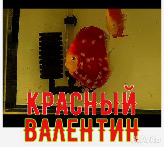Дискус красный валентин