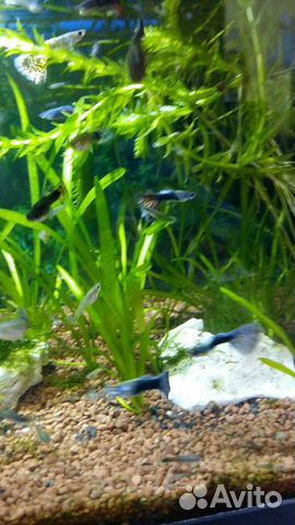 Аквариумное растение