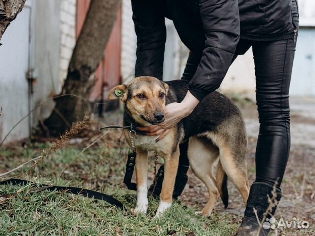 Ищет дом не большая Собачка Джена