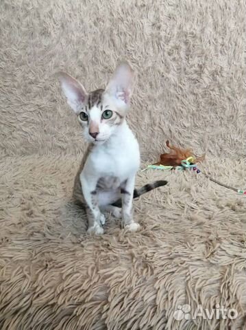 Кот петерболд
