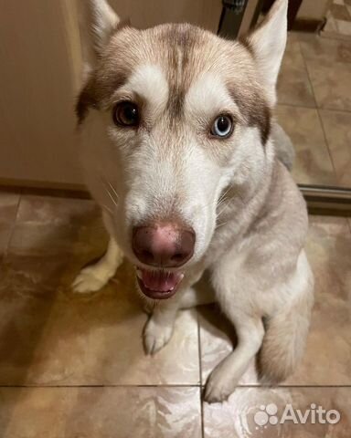 Хаски(девочка, около года)