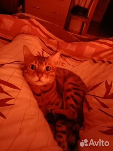 Бенгальская кошка