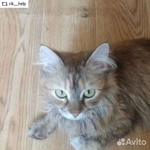 SOS нужен временный дом