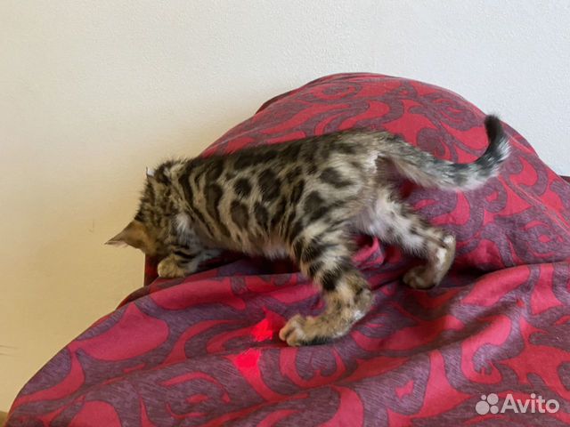 Бенгальские котята