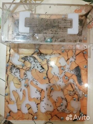 Формикарий с муравьями