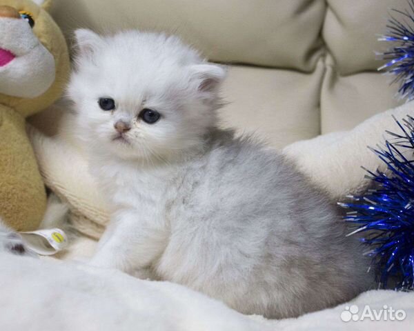 Персидские котята