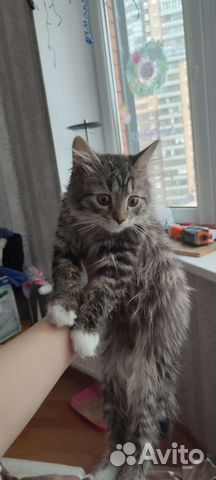 Котёнок девочка 3 месяца полусибирячка