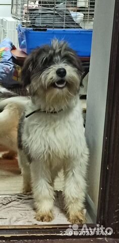 Ищет дом щенок Сапфира