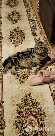 Шотландский вислоухий кот на вязку