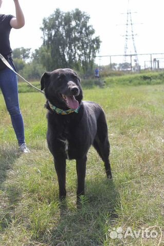 Собака в заботливые руки