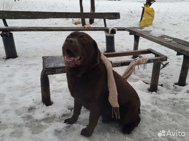 Найдена собака шоколадный ретривер