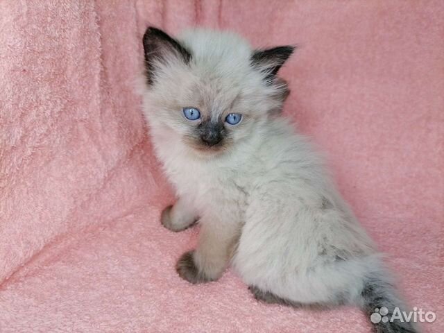 Малышка Рэгдолл