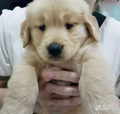 Голдяшки малыши