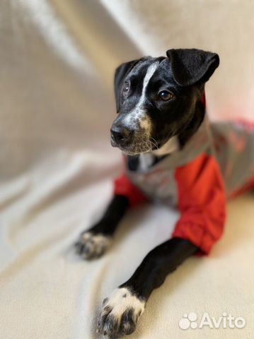 Далматинец