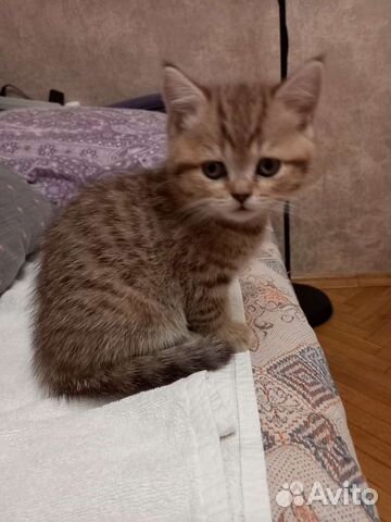 Кошки шотландцы