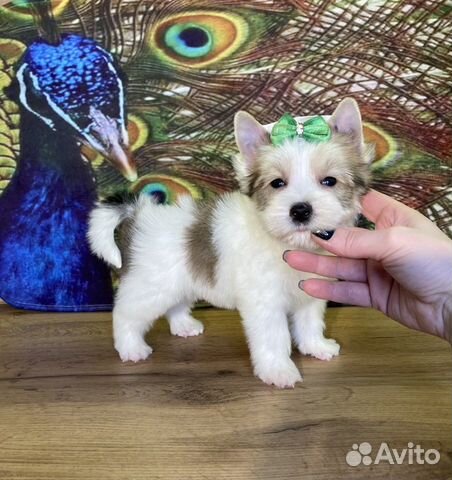 Мальчик йорк бело золотой