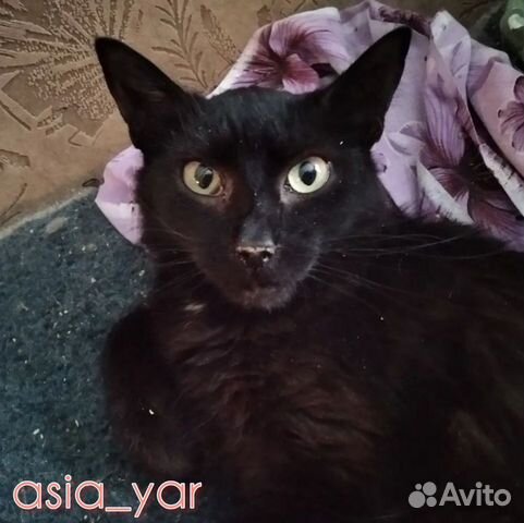 Кот молодой в дар, умерла хозяйка