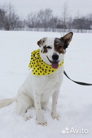 Собака сходит с ума в приюте