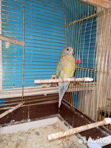 Певчий попугай