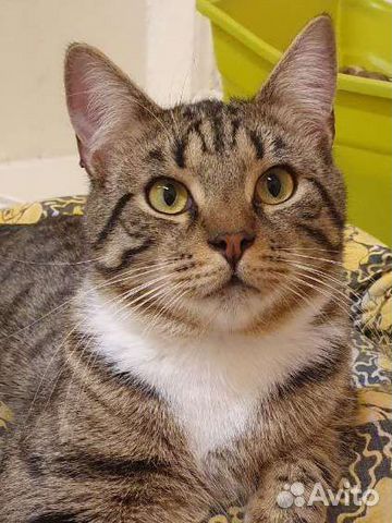 Красавчик- полосатик