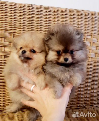 Щенки померанского шпица
